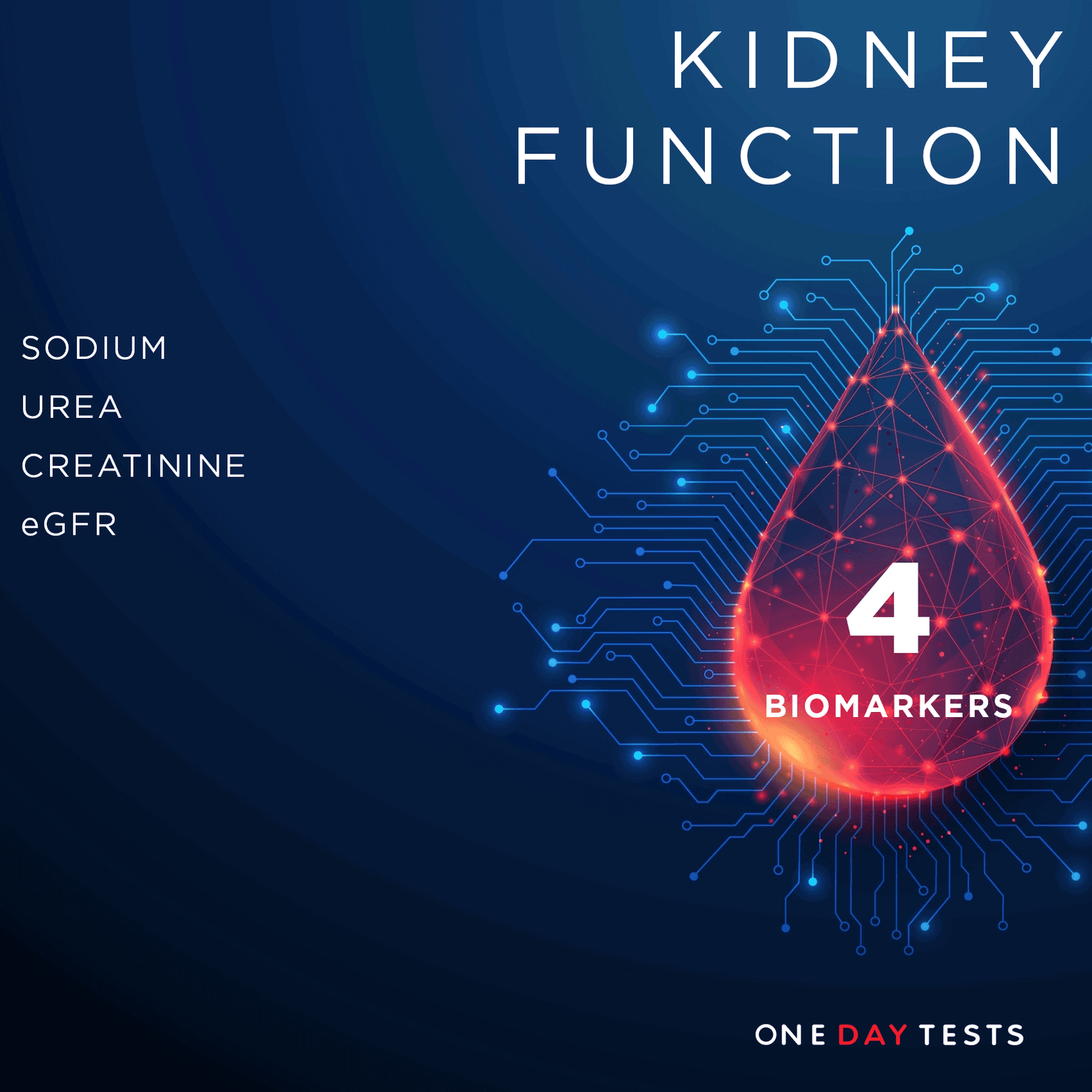 Kidney Function Blood Test | Fast Results – One Day Tests — onedaytests.com